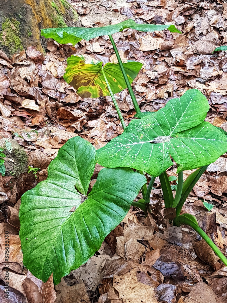 Bosque Plantas Stock Photo | Adobe Stock