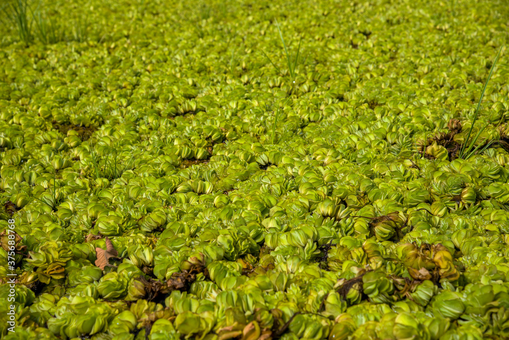 Green plant over the water .Salvinia molesta,giant salvinia, or as ...