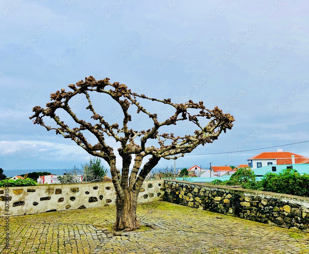 Espalier tree growing in house yard. The ornamental shapes are very ...