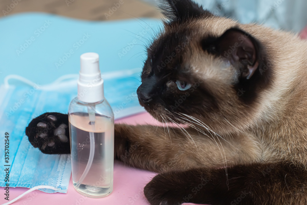 Siamese cat touches hand disinfectant with paw. Face masks and ...