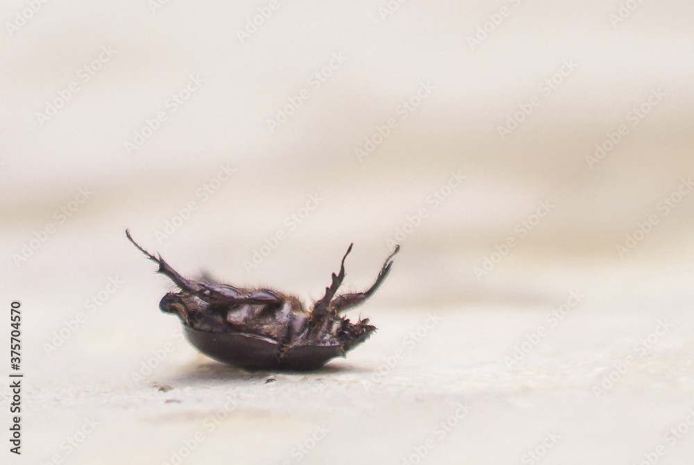 Dead beetle upside down on the ground Stock Photo | Adobe Stock