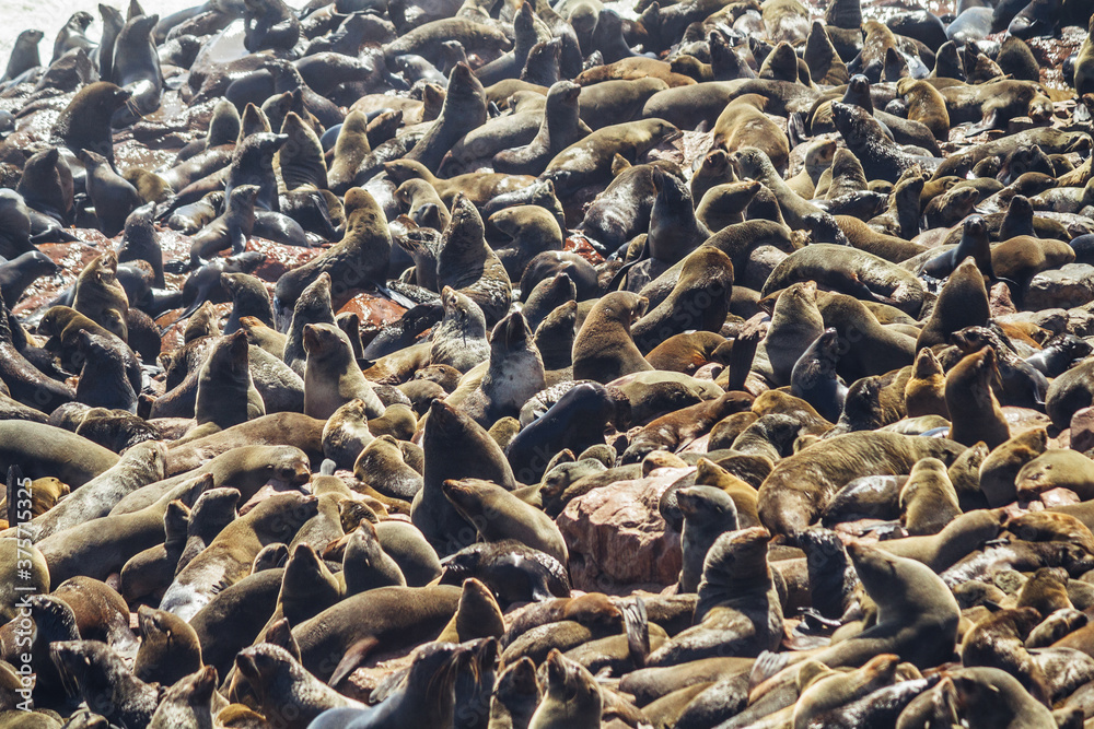 Colony of seals on the coast. Overpopulation concept. Cape Cross ...