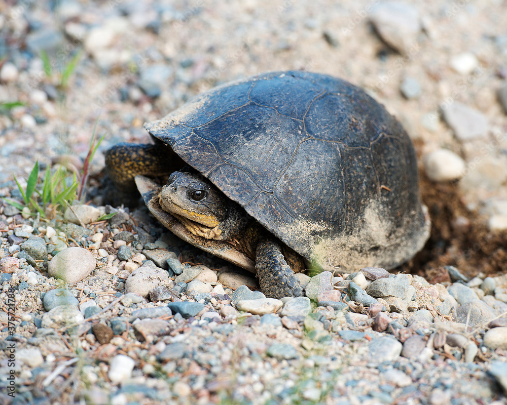 Musk Stink pot turtle stock photos. Musk Stink pot turtle digging a ...