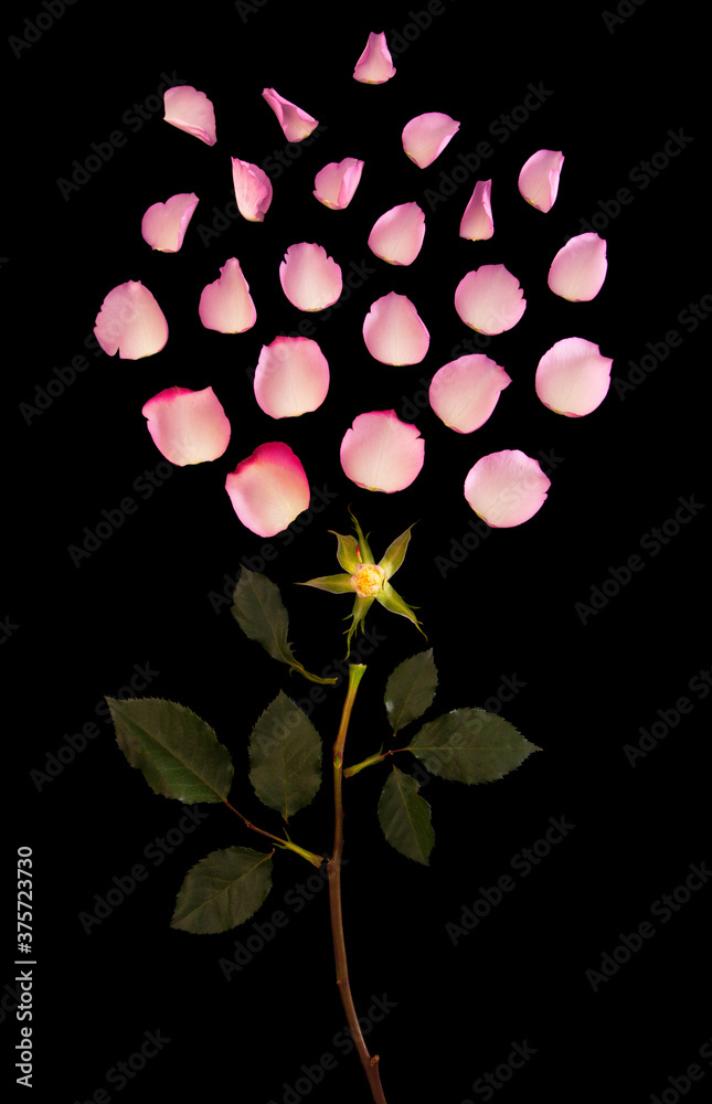 Exploded View Rose Stock Photo | Adobe Stock