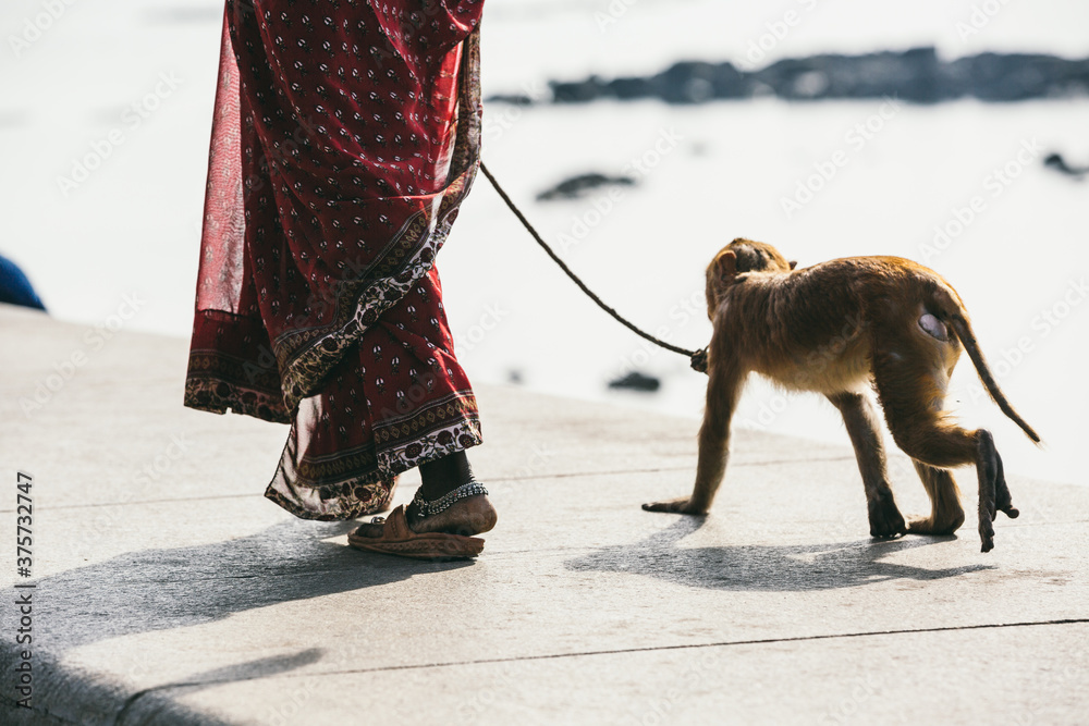 Indian woman taking her pet monkey for a walk Stock Photo | Adobe Stock