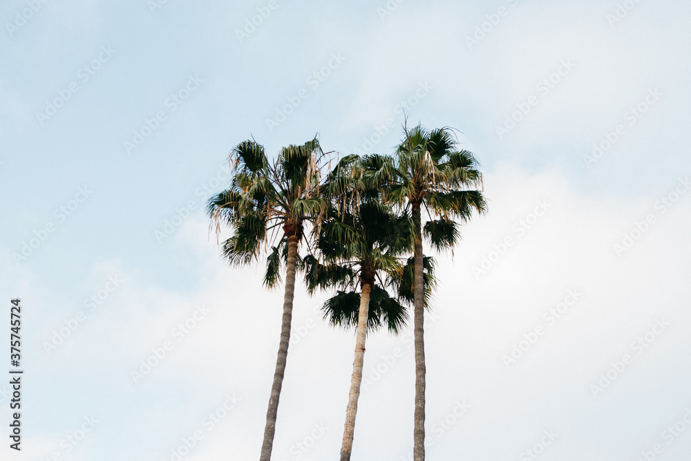 cluster of three palm trees during bright summer day Stock Photo ...