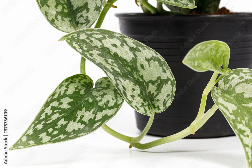 Scindapsus Pictus ’Silver Lady’ houseplants in black pot on white ...
