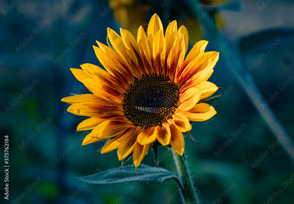Ring of Fire Sunflower against a colorful background on a beautiful ...