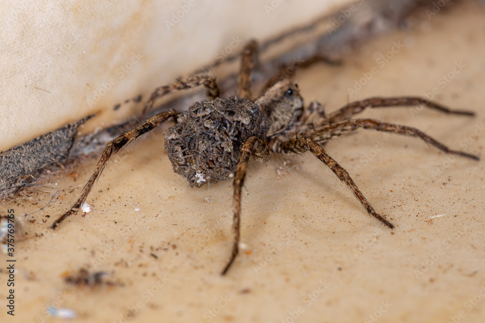 Wolf spider of the family Lycosidae carrying the young in the abdomen ...