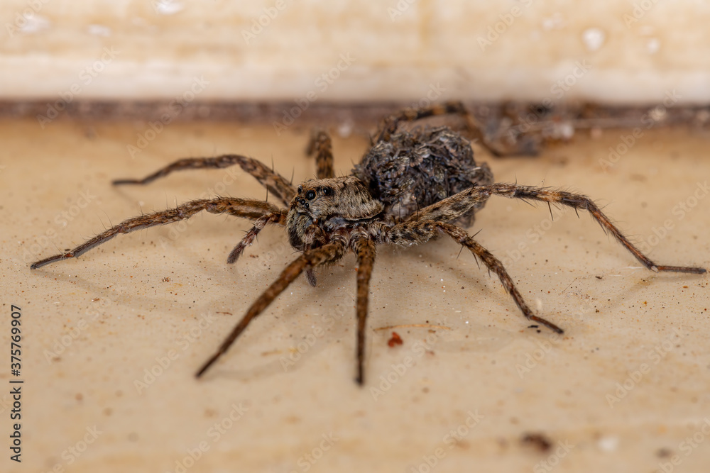 Wolf spider of the family Lycosidae carrying the young in the abdomen ...