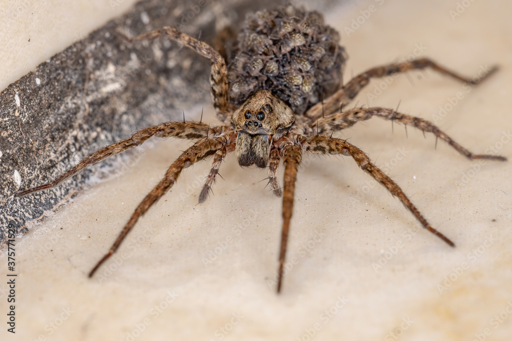 Wolf spider of the family Lycosidae carrying the young in the abdomen ...