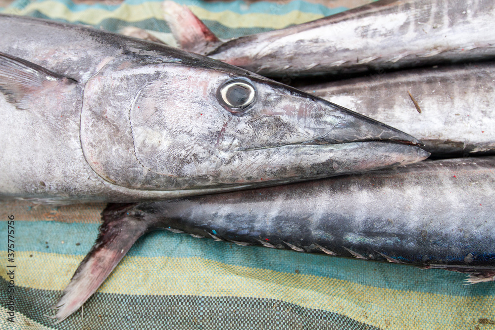 Wahoo caught in an Ecuadorian artisanal commercial fishery Stock Photo ...