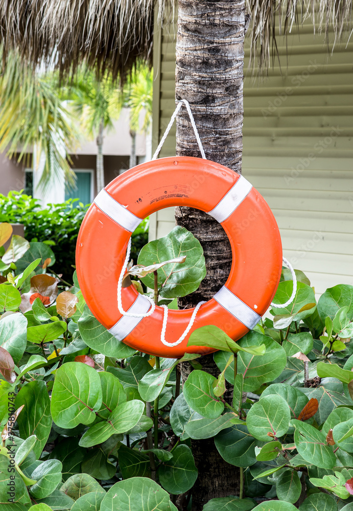 Lifesaver hanging from a palm tree in a resort Stock Photo | Adobe Stock