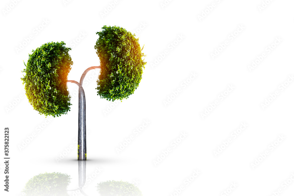 Trees (kidneys), 3D environmental and medical concepts Stock Photo ...