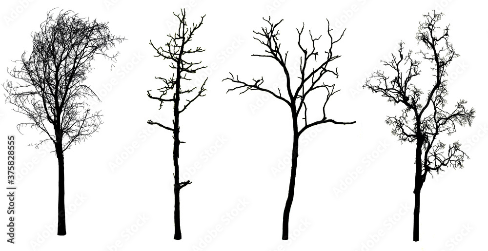 Collection of black dead tree tree silhouette isolated on white ...