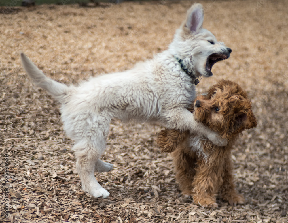 Two Dogs Playing in Dog Park Stock Photo | Adobe Stock