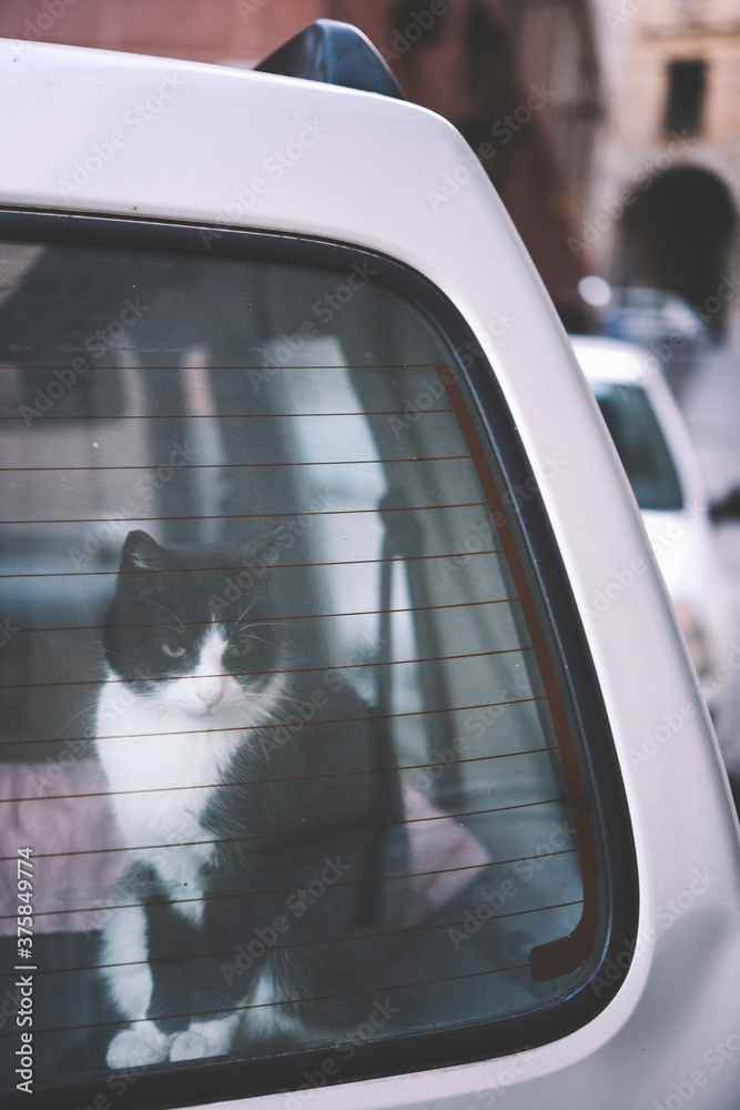 Cat inside a car looking trough the rear window Stock Photo | Adobe Stock