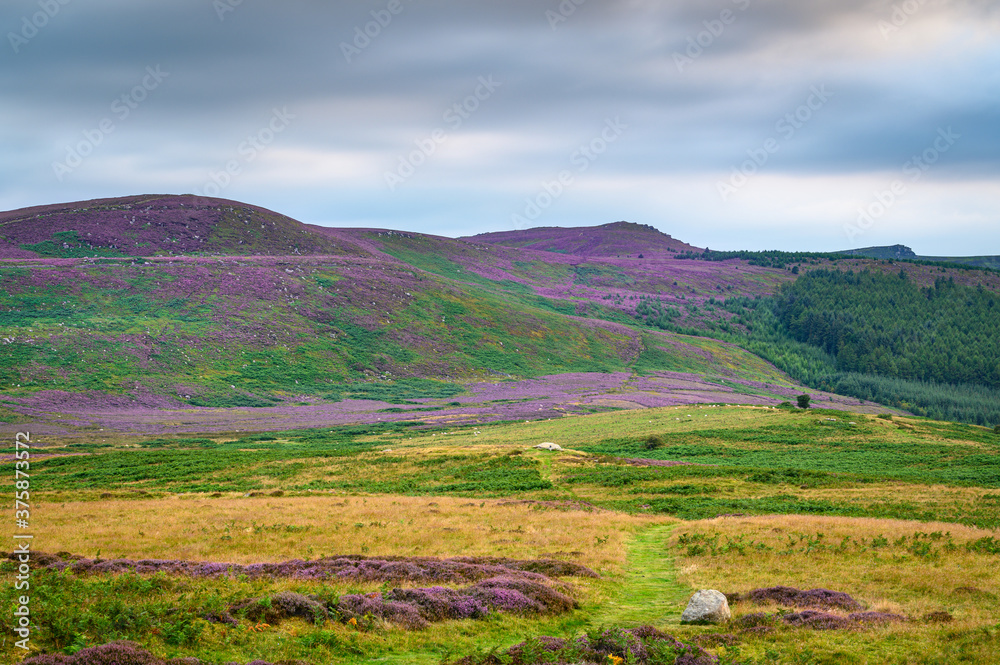 Simonside Hills Ridge and Forest, popular with walkers the Simonside ...