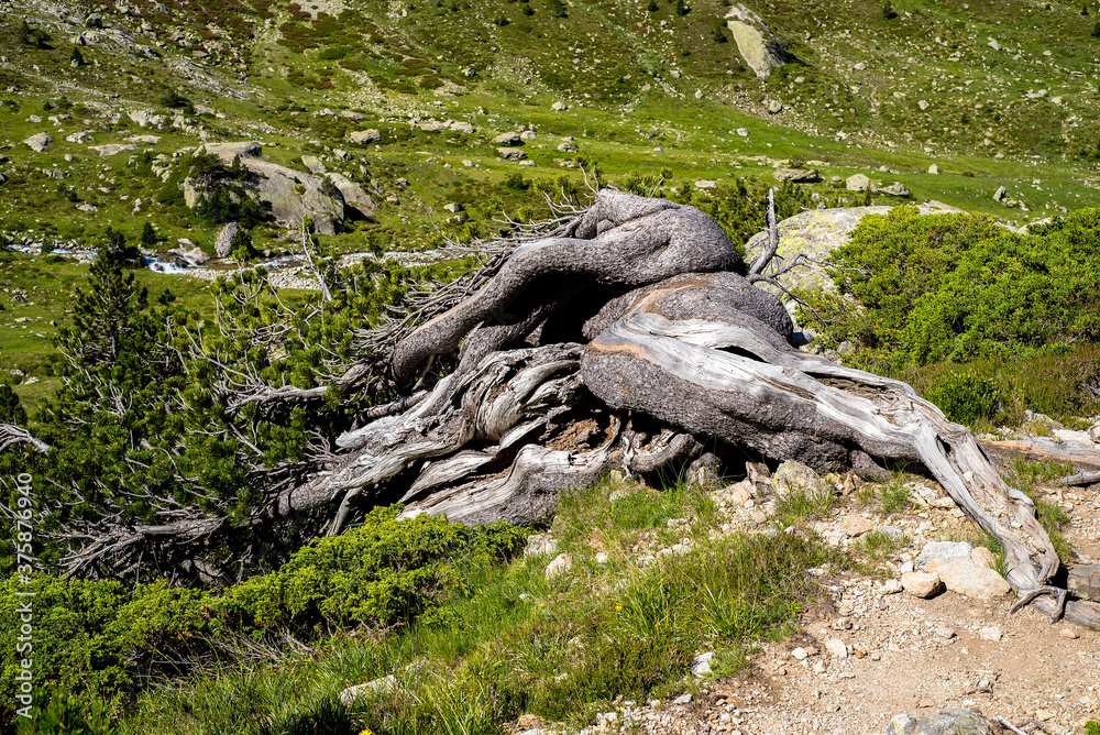 Arbre tordu complètement couché à terre mais encore enraciné et vivant ...