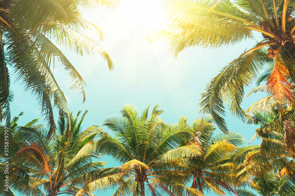 Copy space of tropical palm tree with sun light on sky background ...