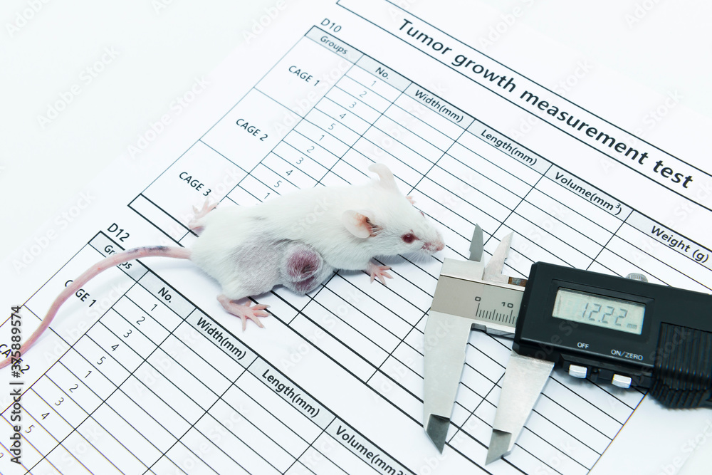 Experimental white mouse with lateral tumor and a caliper on the tumor ...
