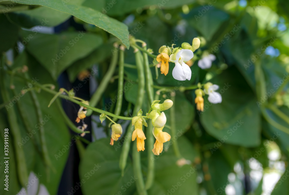 Green bean blossoms. Focus on yellow and white flowers with blurred and ...