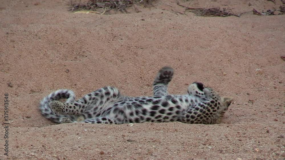 A funny and cute clip of a leopard cub rolling around on its back ...