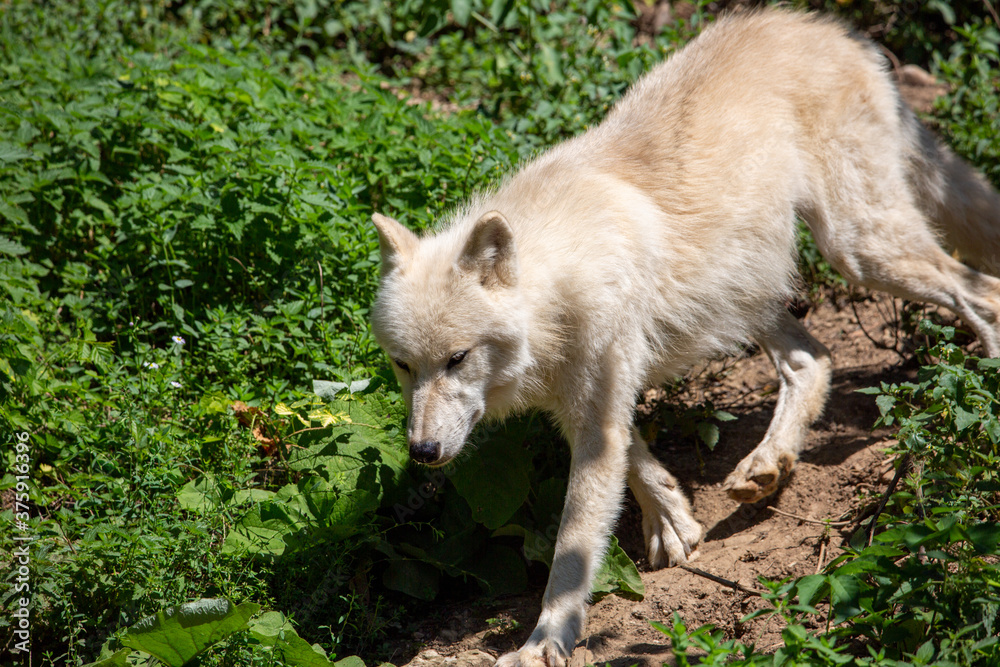 arctic wolf walking down a hill Stock Photo | Adobe Stock