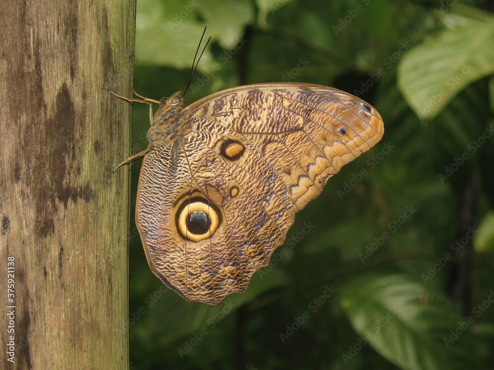A owl butterfly species of the genus Caligo, are known for their huge ...
