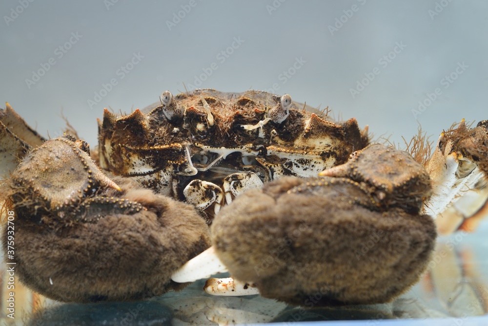 Eriocheir crab isolated in aquarium, close-up. Invasive species ...