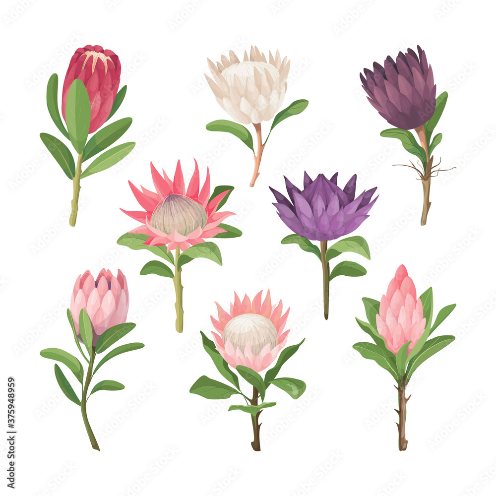 Protea Flower Vector