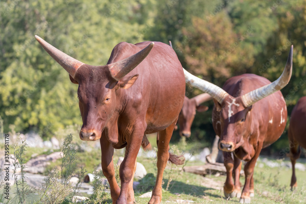 Bos taurus africanus, The Ankole-Watusi, cattle lined up Stock Photo ...