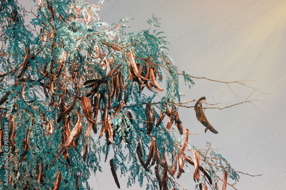 Branches of Honey locust (Gleditsia triacanthos) tree with leaves and ...