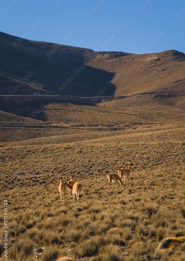 Herd of guanacos (Lama guanicoe) spotted in the steppes of ...