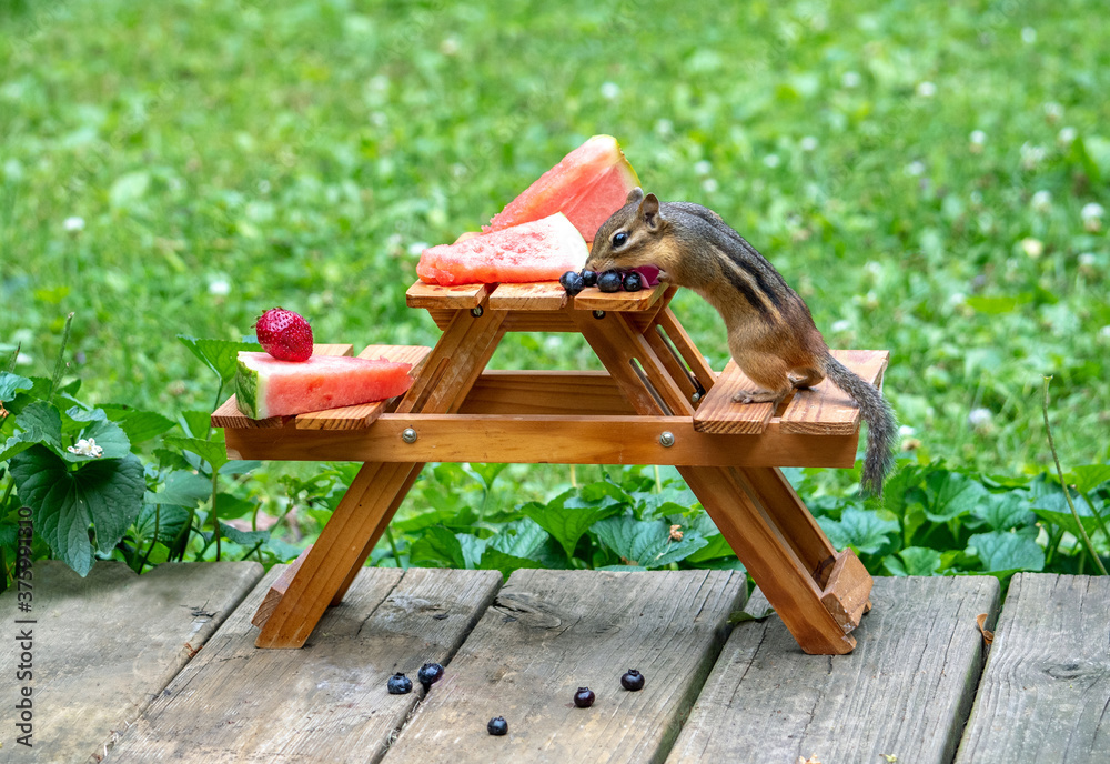 Tiny picnic table for a chipmunk, with fresh fruit set out for her ...