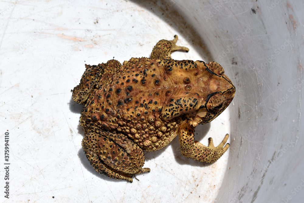 Foto de Yellow-brown Thai toad with black spots, rough and poisonous ...