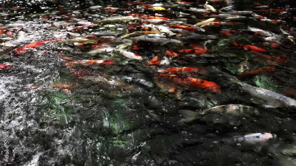 A colorful variety of ornamental Koi - Carp fishes also know as Kohaku ...