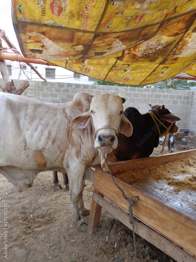 Karachi, Sindh, Pakistan, Beautiful cow is standing for sale in the ...