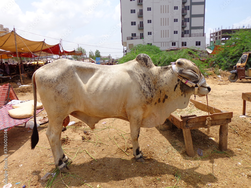 Karachi, Sindh, Pakistan, Beautiful cow is standing for sale in the ...