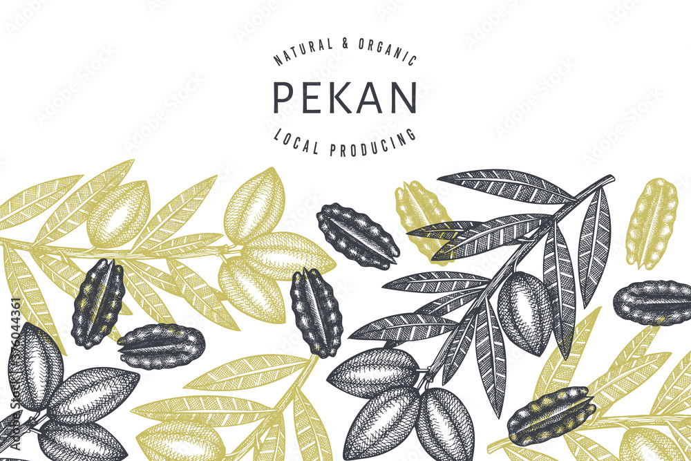 Hand drawn pecan branch and kernels design template. Organic food ...
