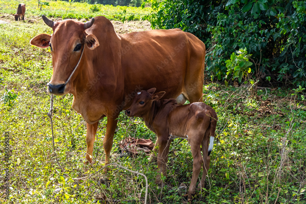 Brown Zebu cow (Bos taurus indicus), sometimes known as indicine cattle ...