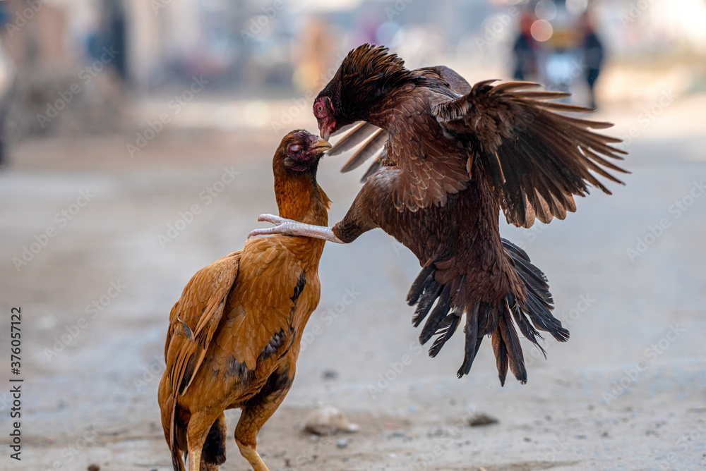 cockfight in streets of India and Pakistan Stock Photo | Adobe Stock