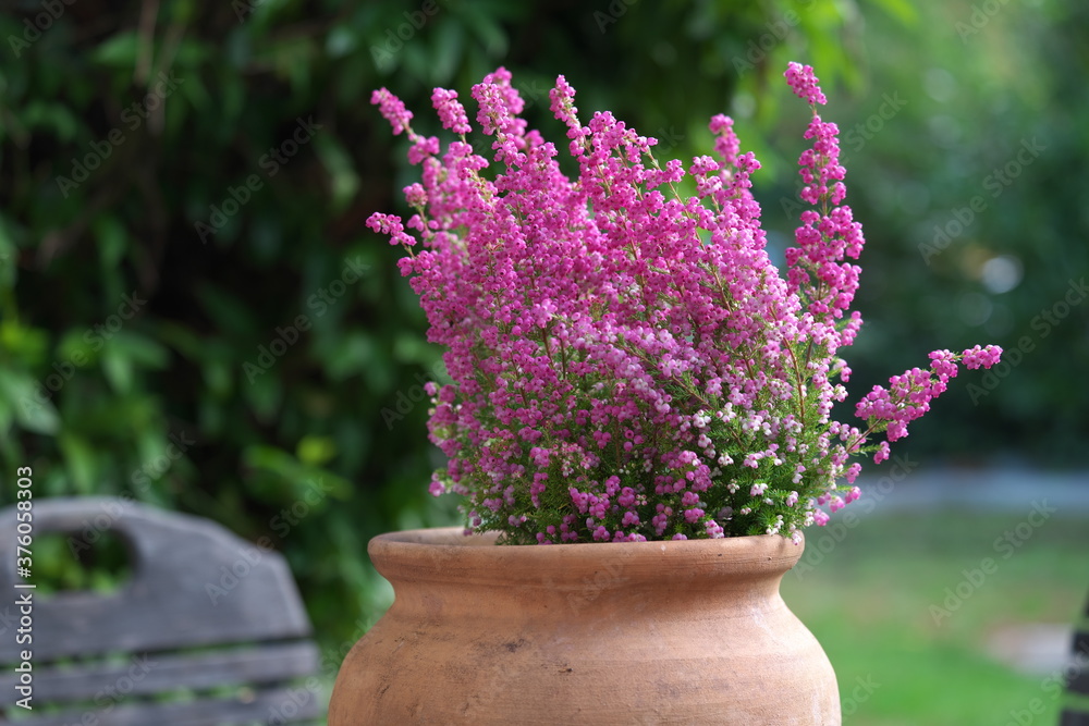 Heidekraut Erika Korb Heidepflanze Tontopf Heide Garten Stock Photo ...