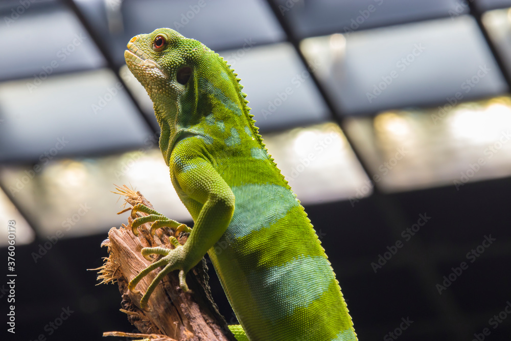 Foto de the closeup image of Fiji banded iguana (Brachylophus fasciatus ...