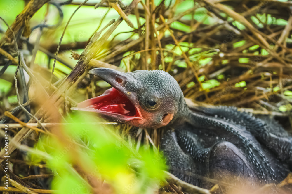Baby crow is lying in the nest and hatching waiting for their mother ...