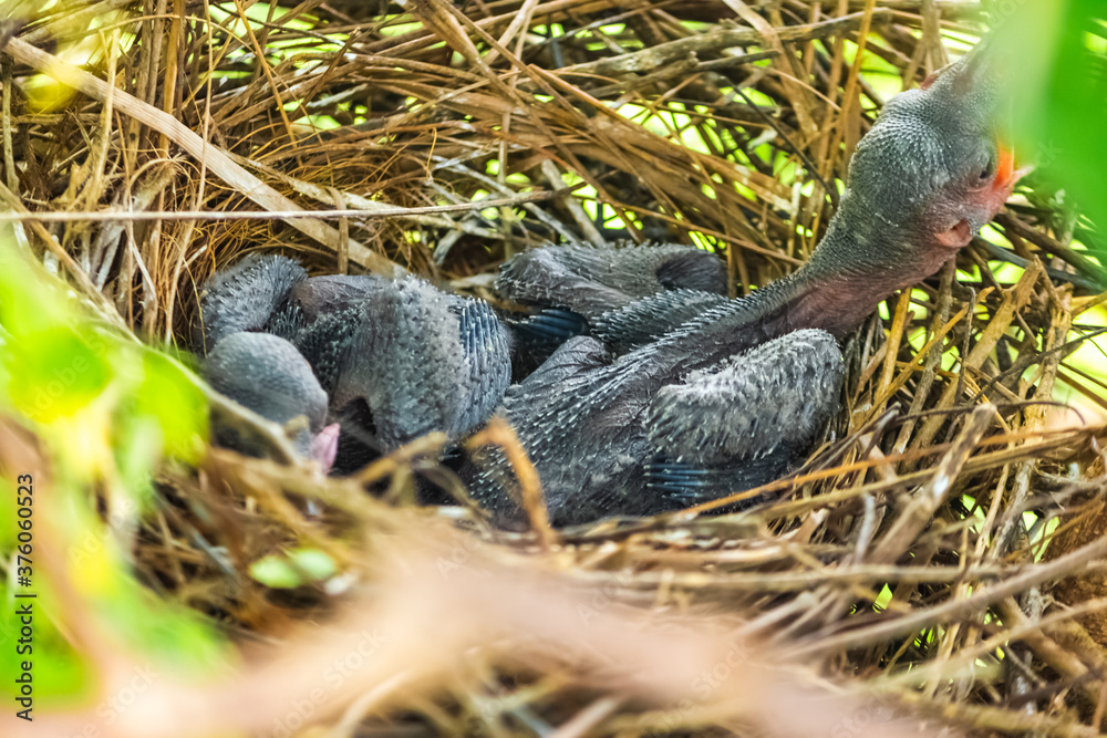 Baby crow is lying in the nest and hatching waiting for their mother ...