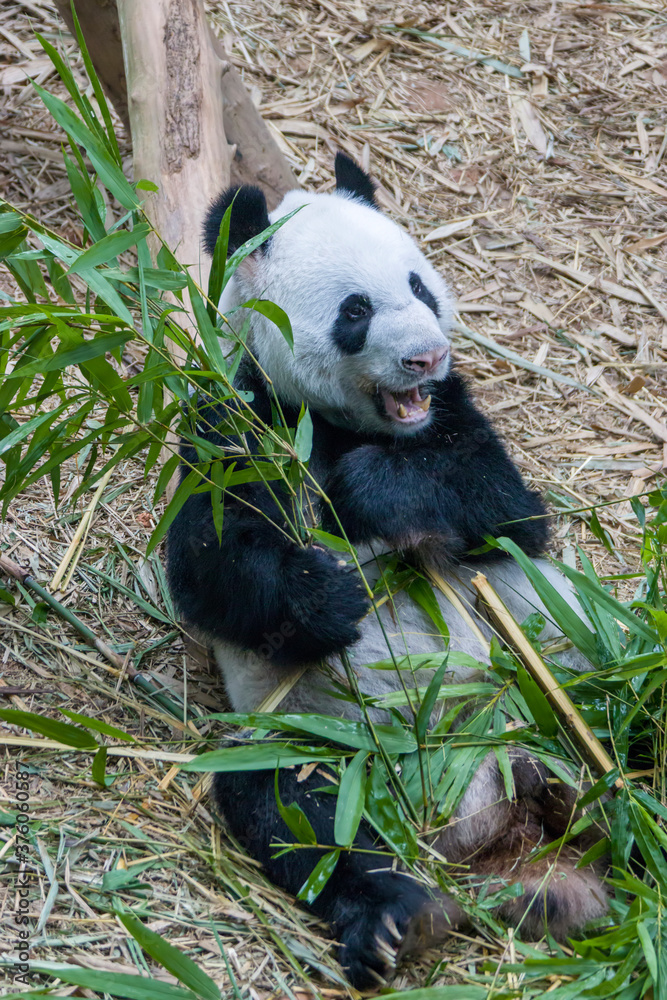 River Safari Singapore Panda