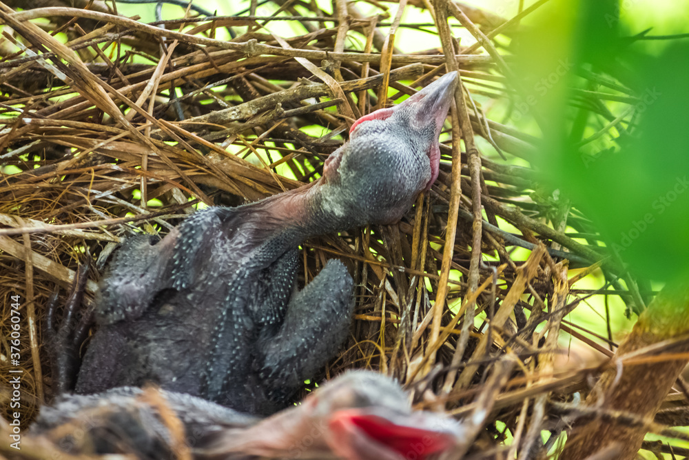 Baby crow is lying in the nest and hatching waiting for their mother ...