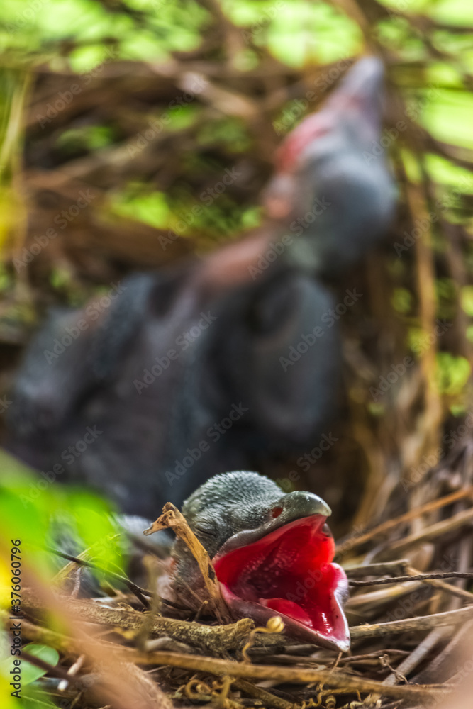 Baby crow is lying in the nest and hatching waiting for their mother ...