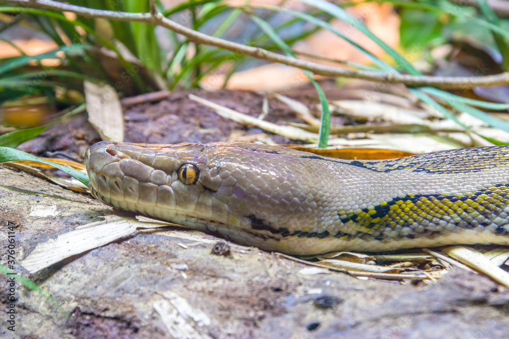 The reticulated python (Malayopython reticulatus) is a species of snake ...